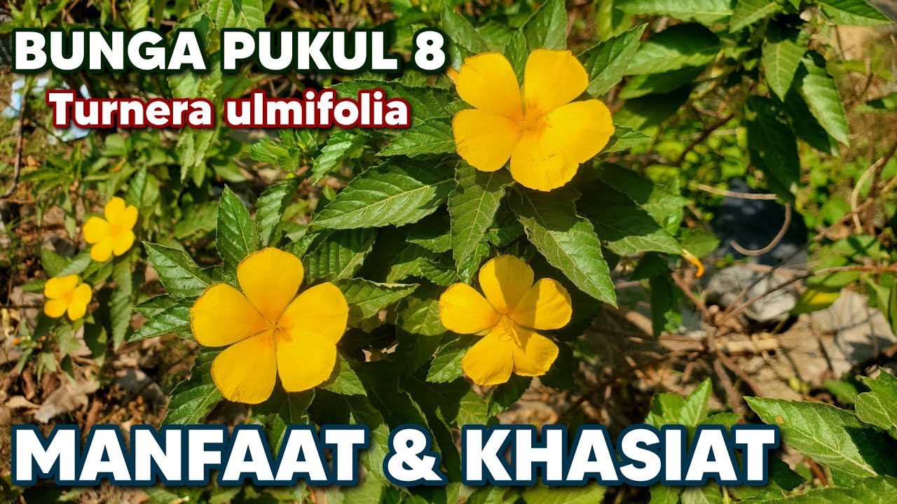 Manfaat bunga pukul delapan tuk kesehatan ‼️ Turnera ulmifolia # ...