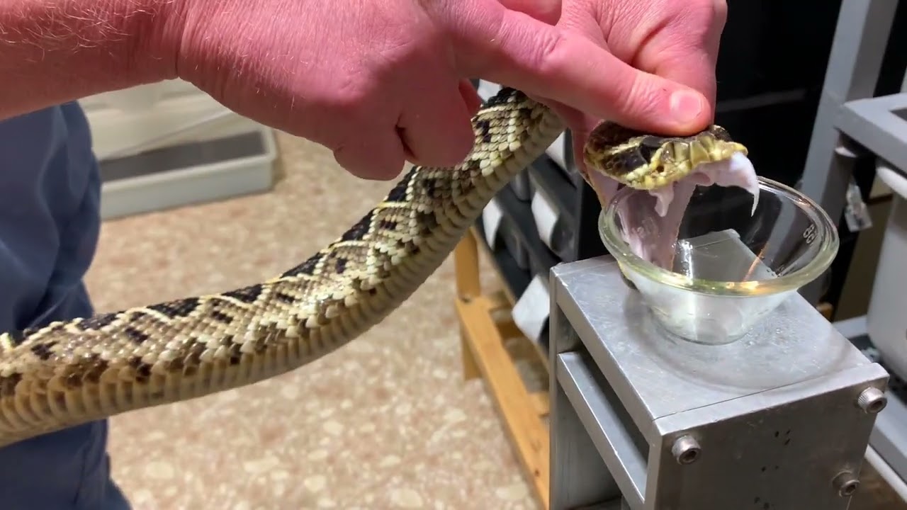 Diamondback Rattlesnake Venom