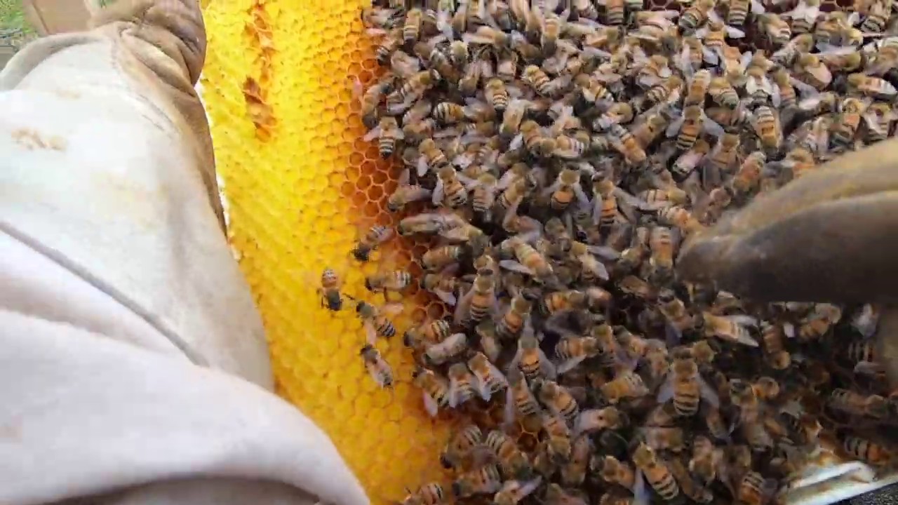 Beekeeping 2020. Relocating My Bees! - YouTube