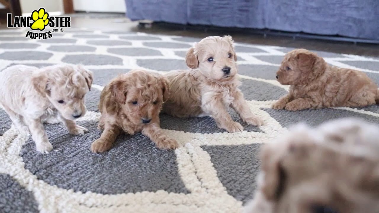 Bichpoo Puppies - YouTube