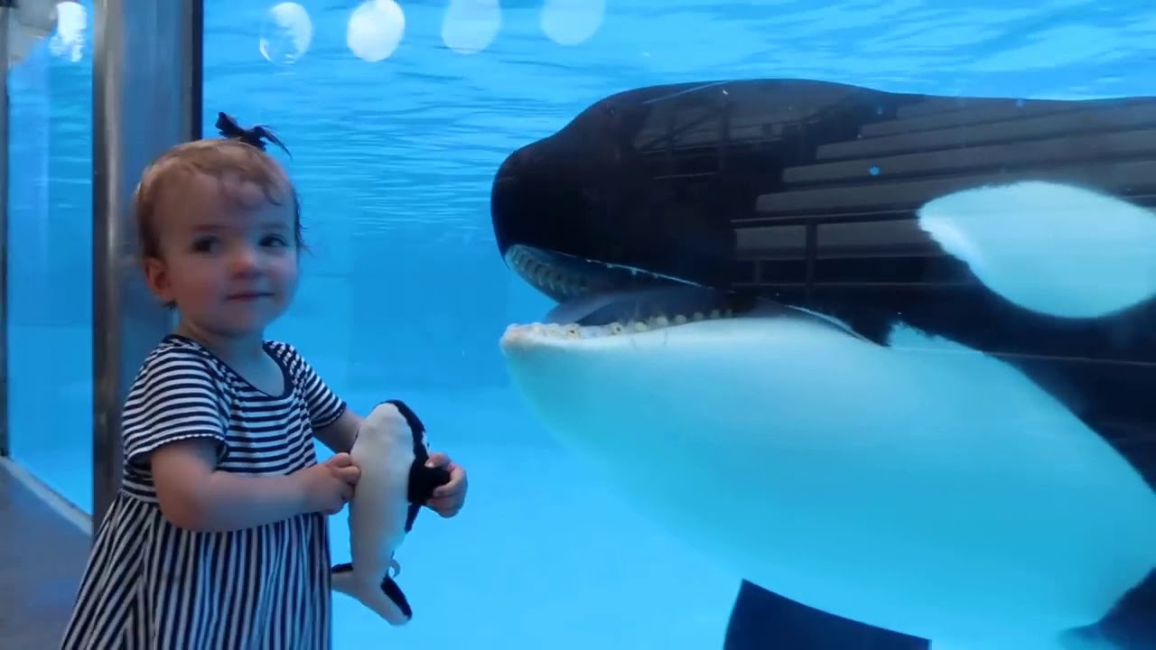 Orca - Orcinus orca / Información y caracteristicas - YouTube