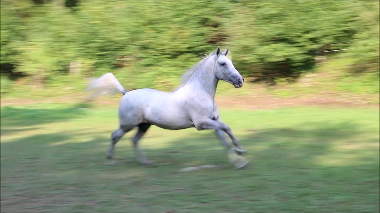 Lipizzan Stallion (2016) Pluto Krabbe - YouTube