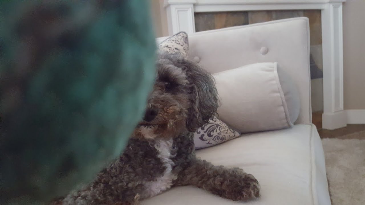 Dog fetch fail in slow motion EP2 - YouTube