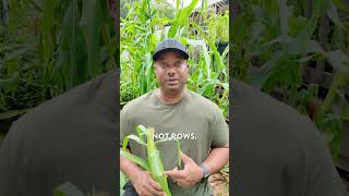 I grew corn in my raised bed garden.