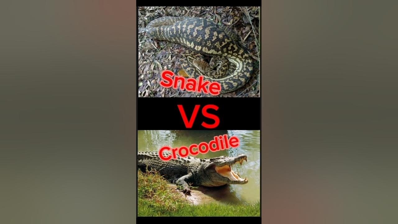 Snake vs Crocodile fight caught on Camera 😯 #shorts #wildanimals - YouTube