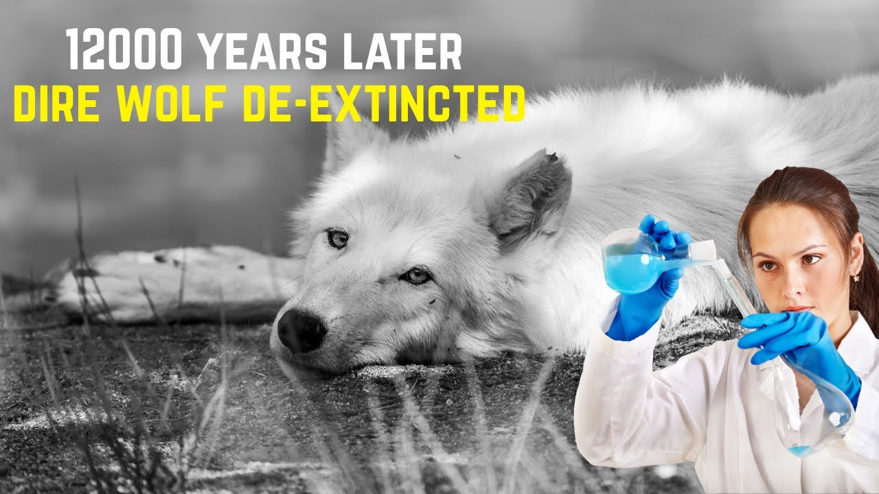 The Dire Wolf Is Back – Scientists Just Brought It to Life! - YouTube
