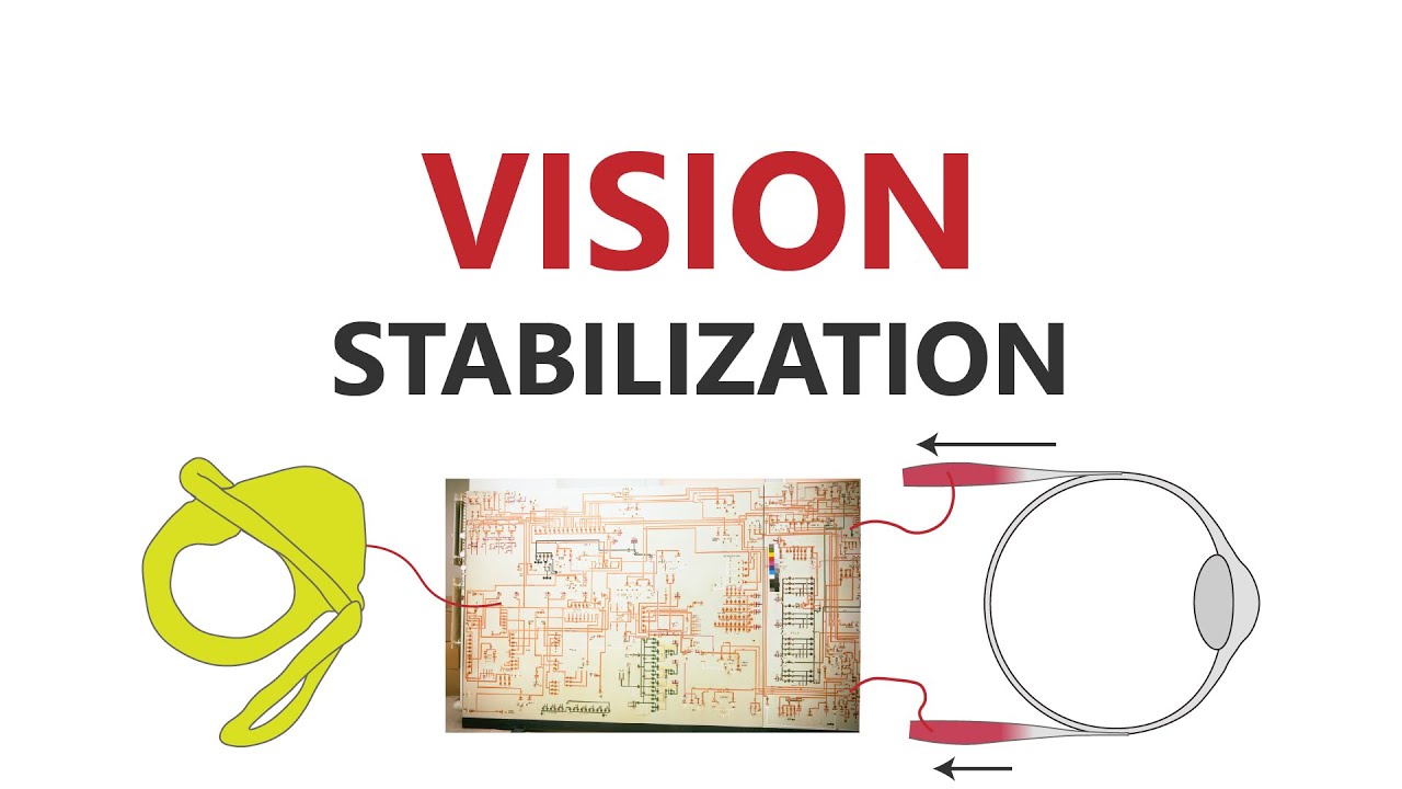 Image stabilization - in humans | Vestibulo-ocular reflex - YouTube