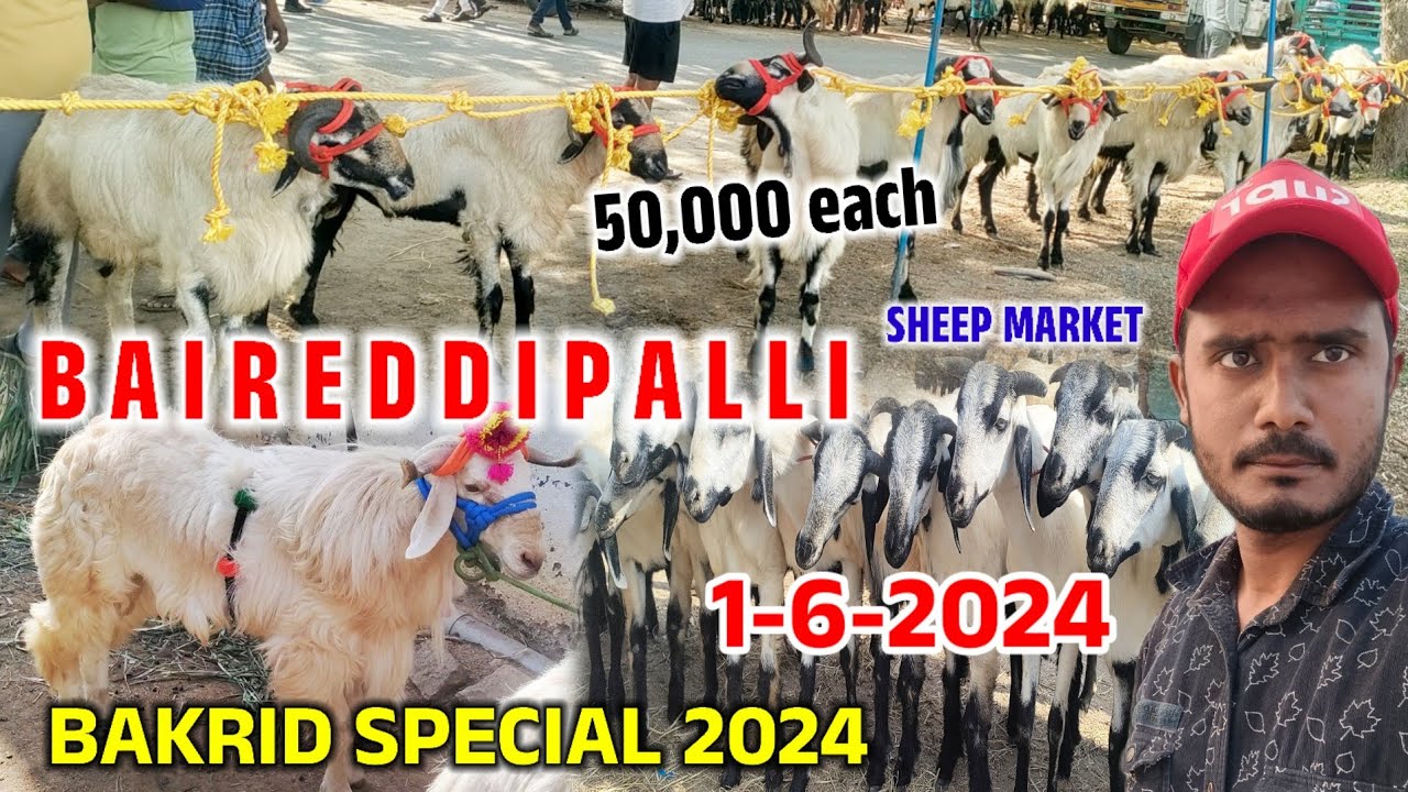 BAIREDDIPALLE SHEEPS MARKET 01-06-2024/ BAKRID SPECIAL VLOG - YouTube
