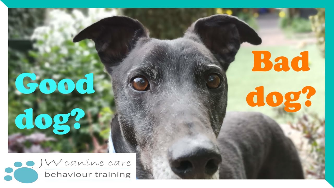 Good dog or bad dog? - YouTube