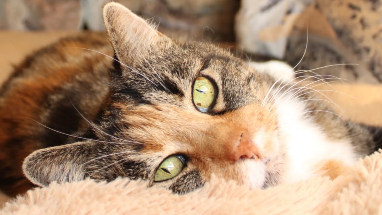 The secret of my fluffiness - YouTube