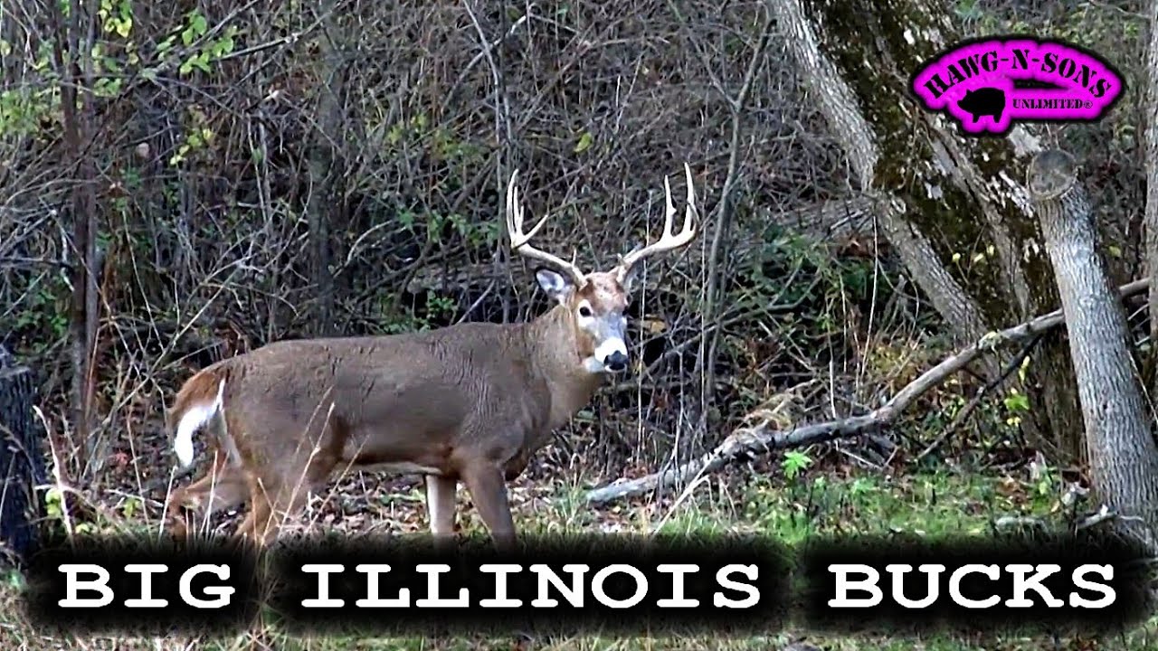 Most Amazing Whitetail Deer Hunting Habitat Ever Managed Illinois Bucks ...