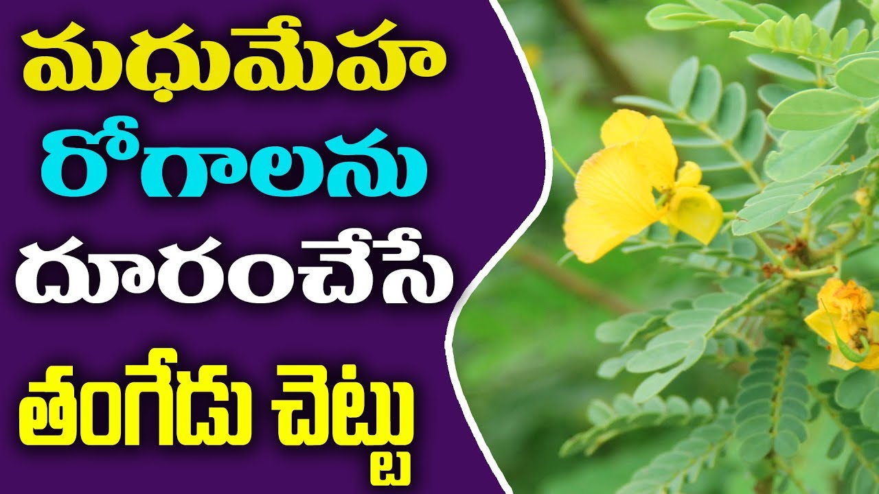 మధుమేహ రోగాలను దూరం చేసే తంగేడు చెట్టు ||thangedu chettu upayogalu ...