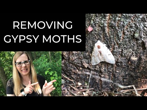 How To Help Invasive Gypsy Moths