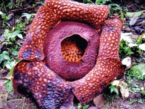 rafflesia arnoldii - YouTube