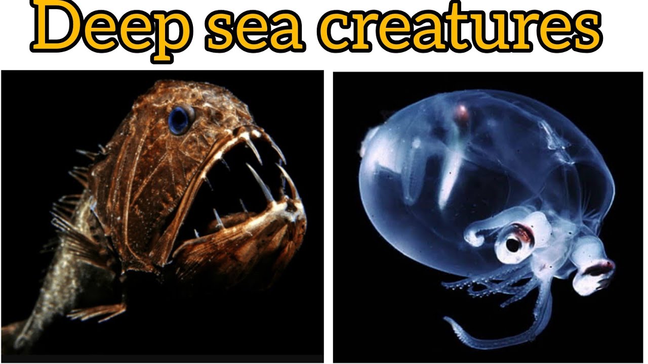 (part-1)most terrible Deep sea creatures you haven't seen before ||what ...