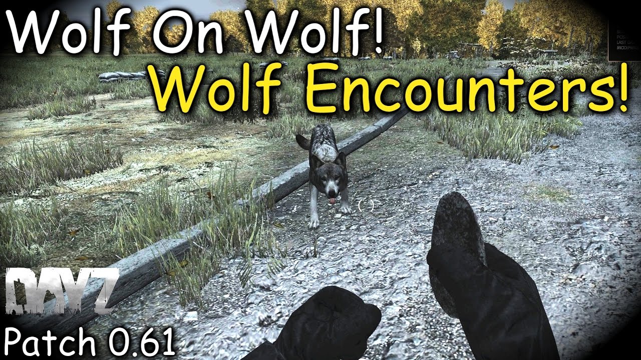Wolf On Wolf! Wolf Encounters! DayZ 0.61 - YouTube