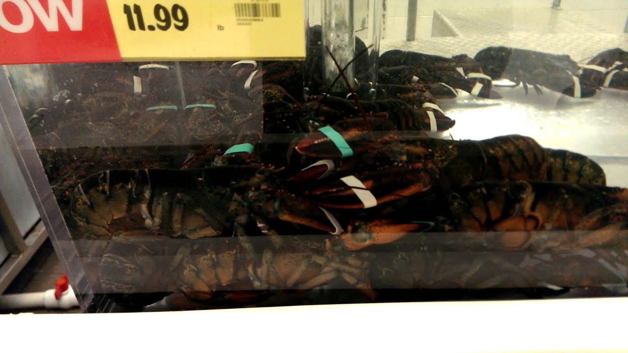 Lobster Fight! - YouTube