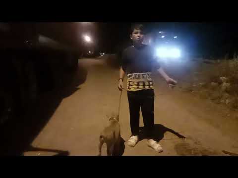 gece köpek yürüyüşü videosu
