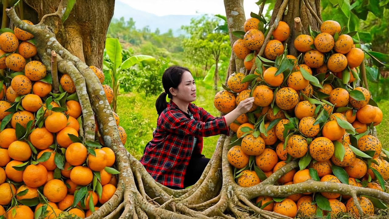 Harvesting 2000+ Tropical Sweet Oranges To Sell –The Most Sought After ...
