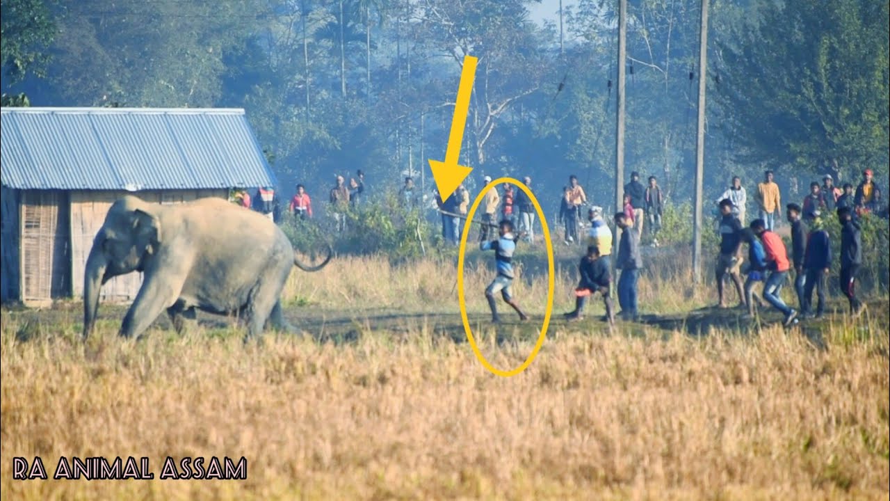 MAN VS ELEPHANT MAN ATTACK - YouTube