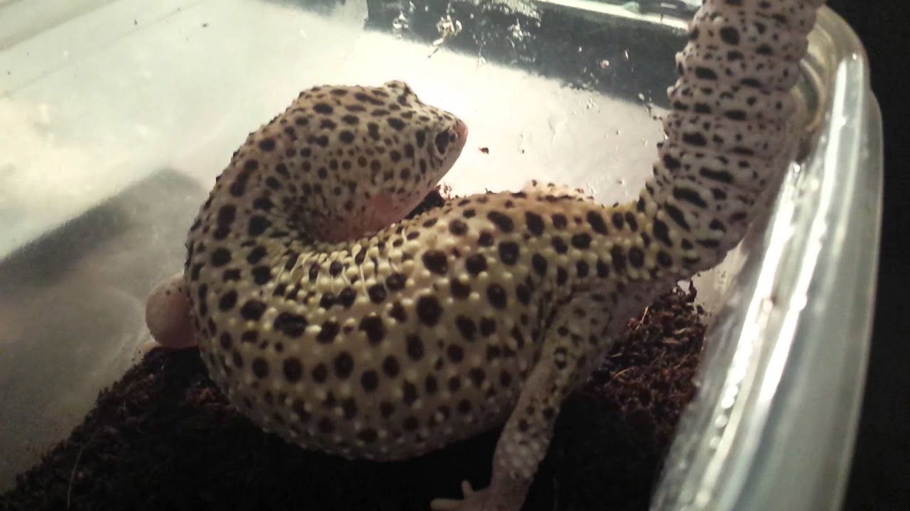 My leopard gecko collection. - YouTube