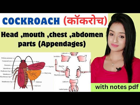 Cockroach (L-1),Morphology of Cockroach, Appendages of Cockroach, bsc ...