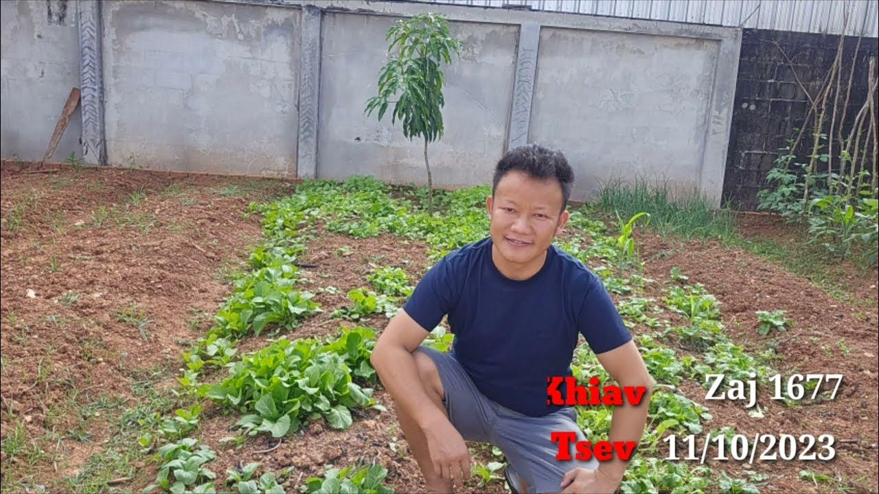 Mus Thawj Zaug Nplog Teb Khiav Yuav Luag Tsis Yeej Rov Qab Los Tsev 11/10/2023 - YouTube