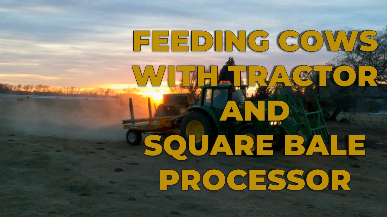 Feeding Cows with Tractor and Tubeline Bale Boss 2 Processor - YouTube
