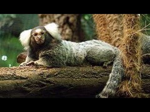 Fui na roça e me deparei com macaco soin rio Itamarandiba - YouTube