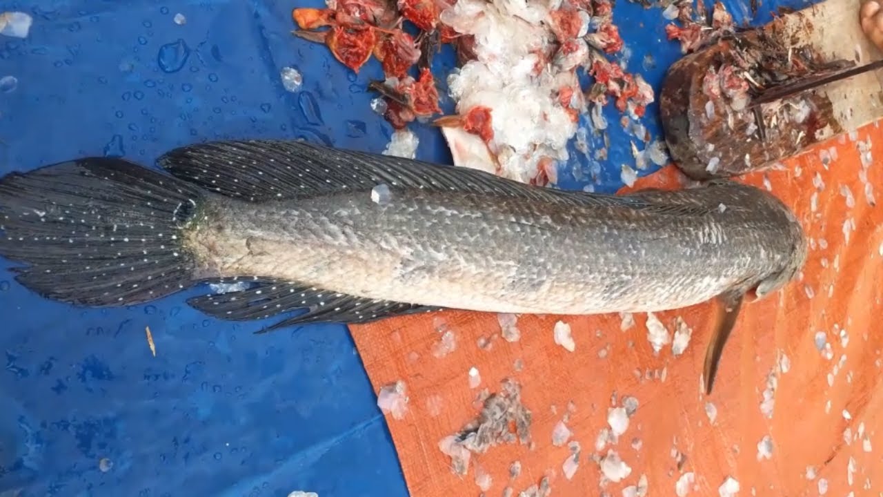Amazing Gozer Fish Cutting Video || Fish Cutting in the Fish Market ...