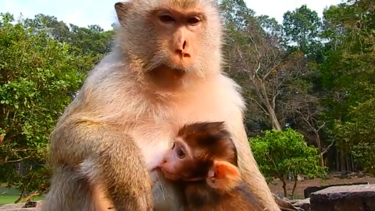 update Baby Baron grow up so fast, Baron baby monkey - YouTube