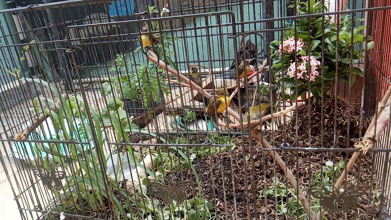 Mini aviary #2 - YouTube