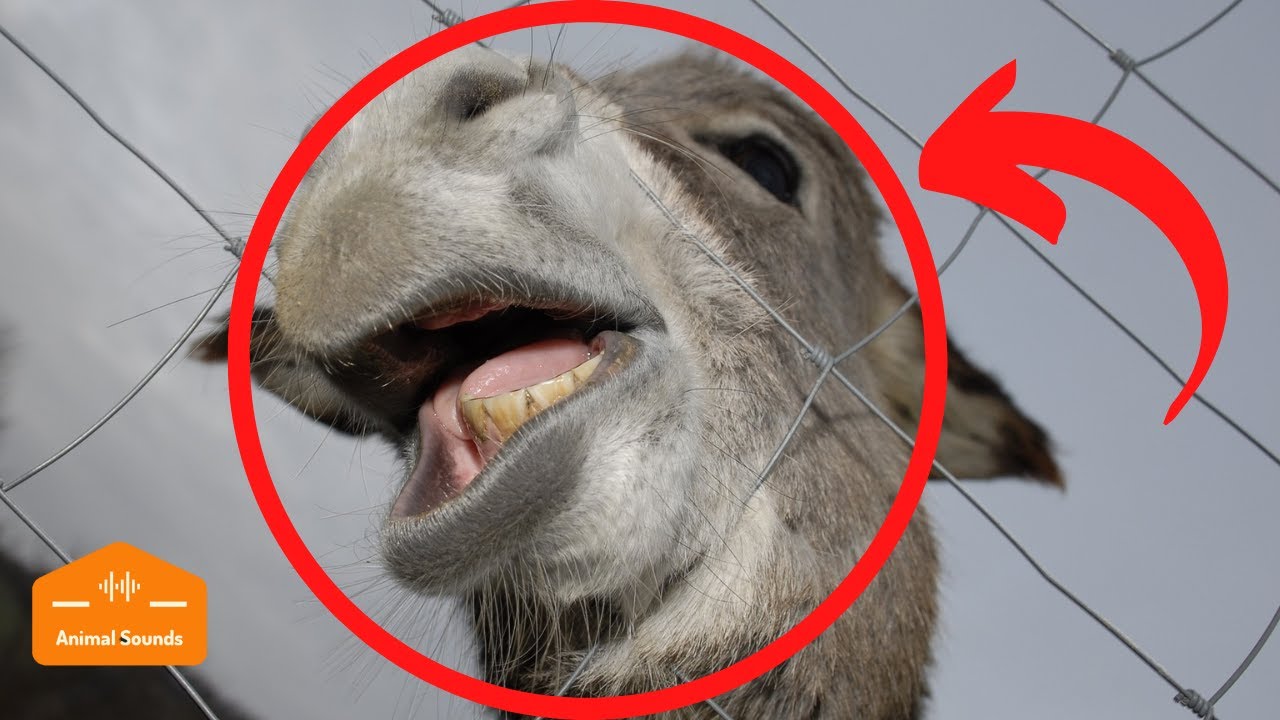 SONIDO de BURROS REBUZANANDO SOLOS y en GRUPO para NIÑOS – Animal ...