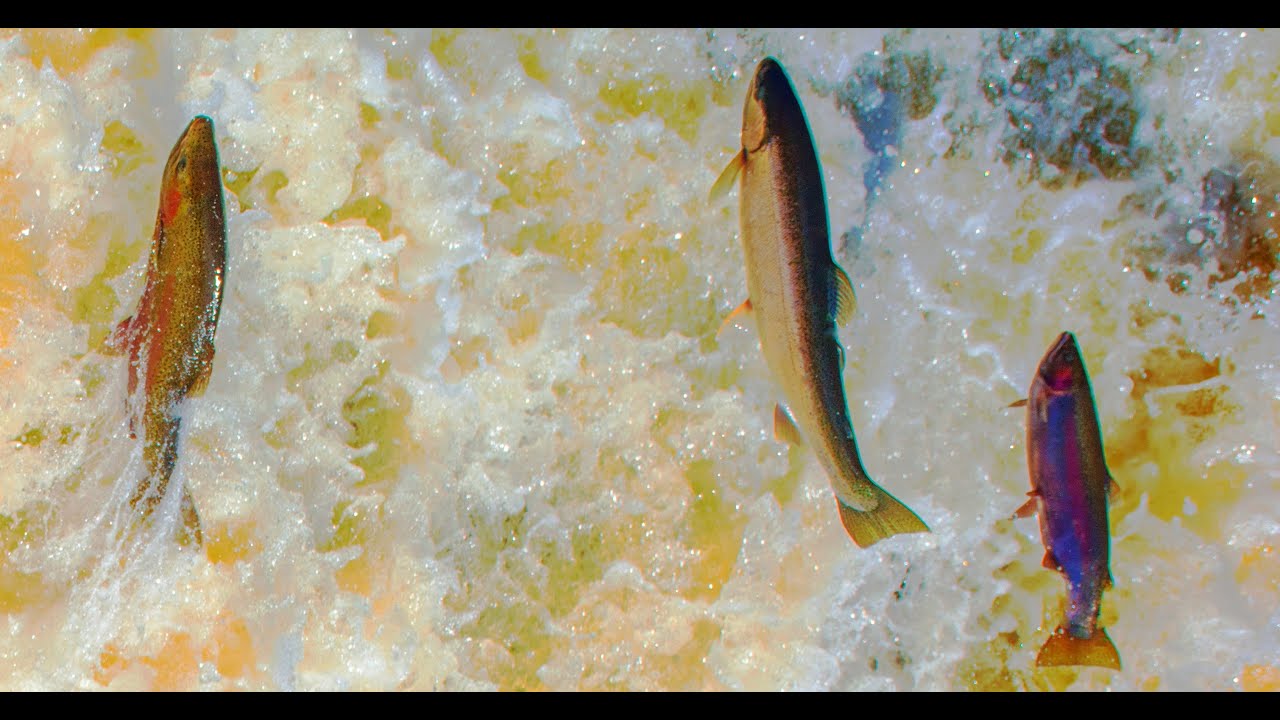 EARLY SPRING STEELHEAD - YouTube