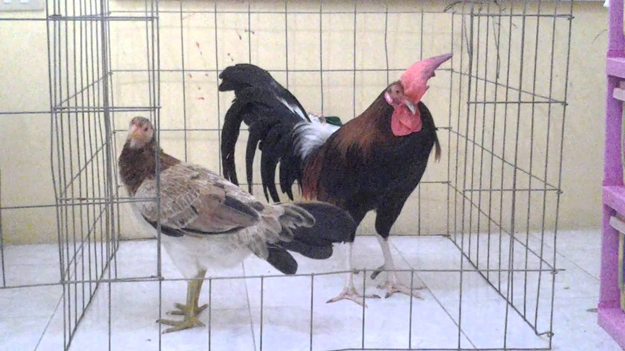 Gallos kelso hatch chino de tapachula - YouTube