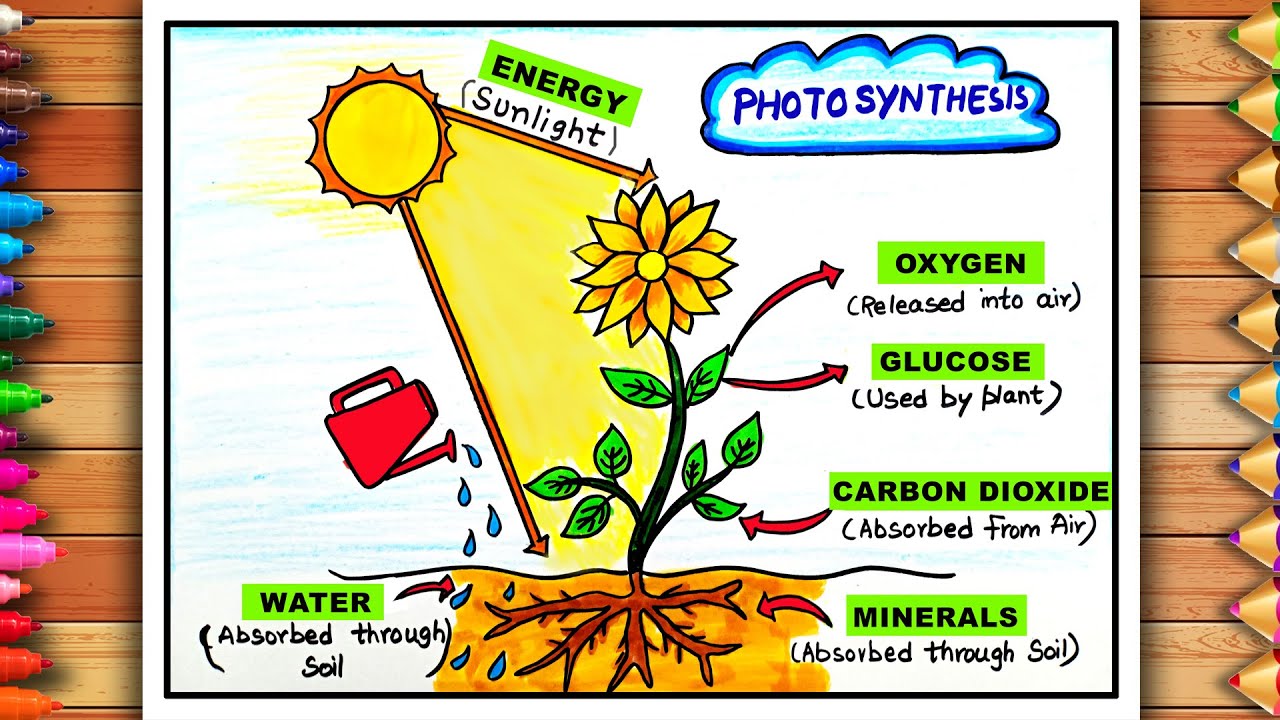 Proces of Photosynthesis Diagram Drawing | Photosynthesis Process of ...