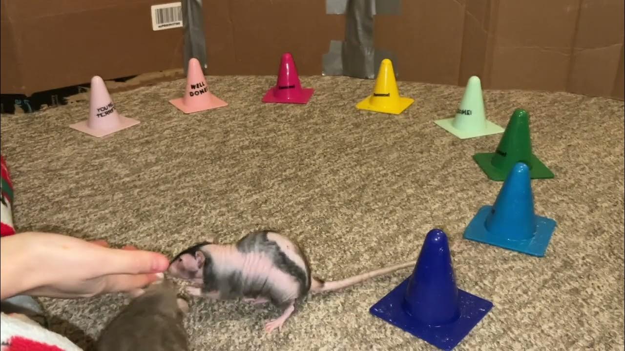 My sweet pet rat Raisin practicing her weave trick! - YouTube