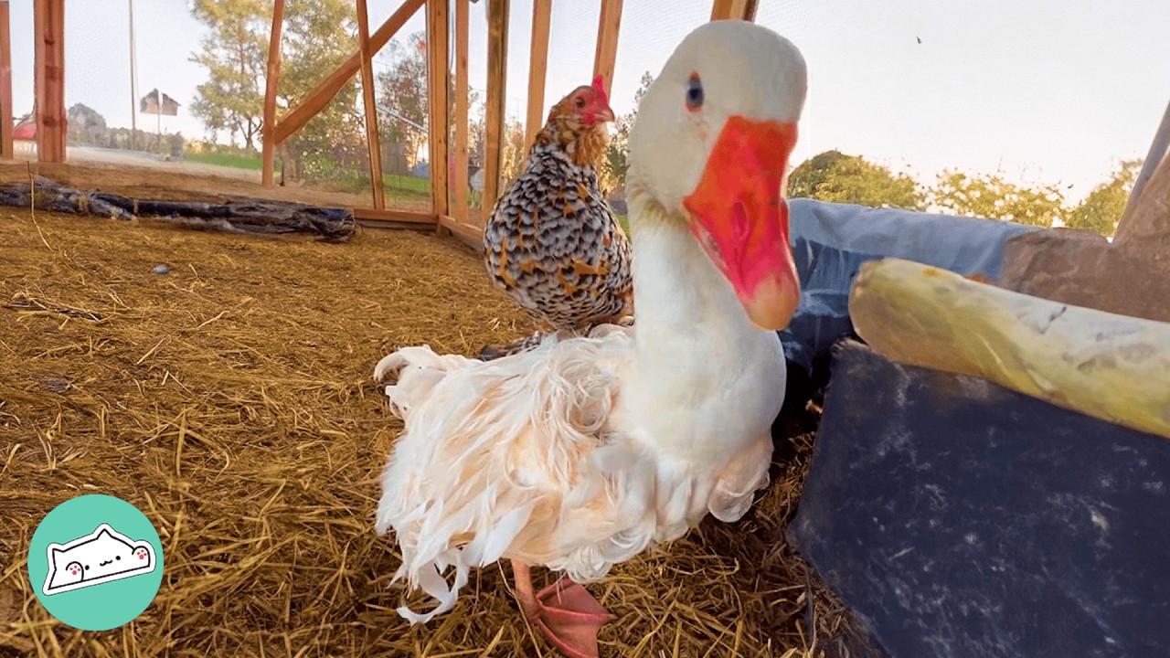 Kind Goose Befriends Lady's Chickens And Becomes The Best Farm ...