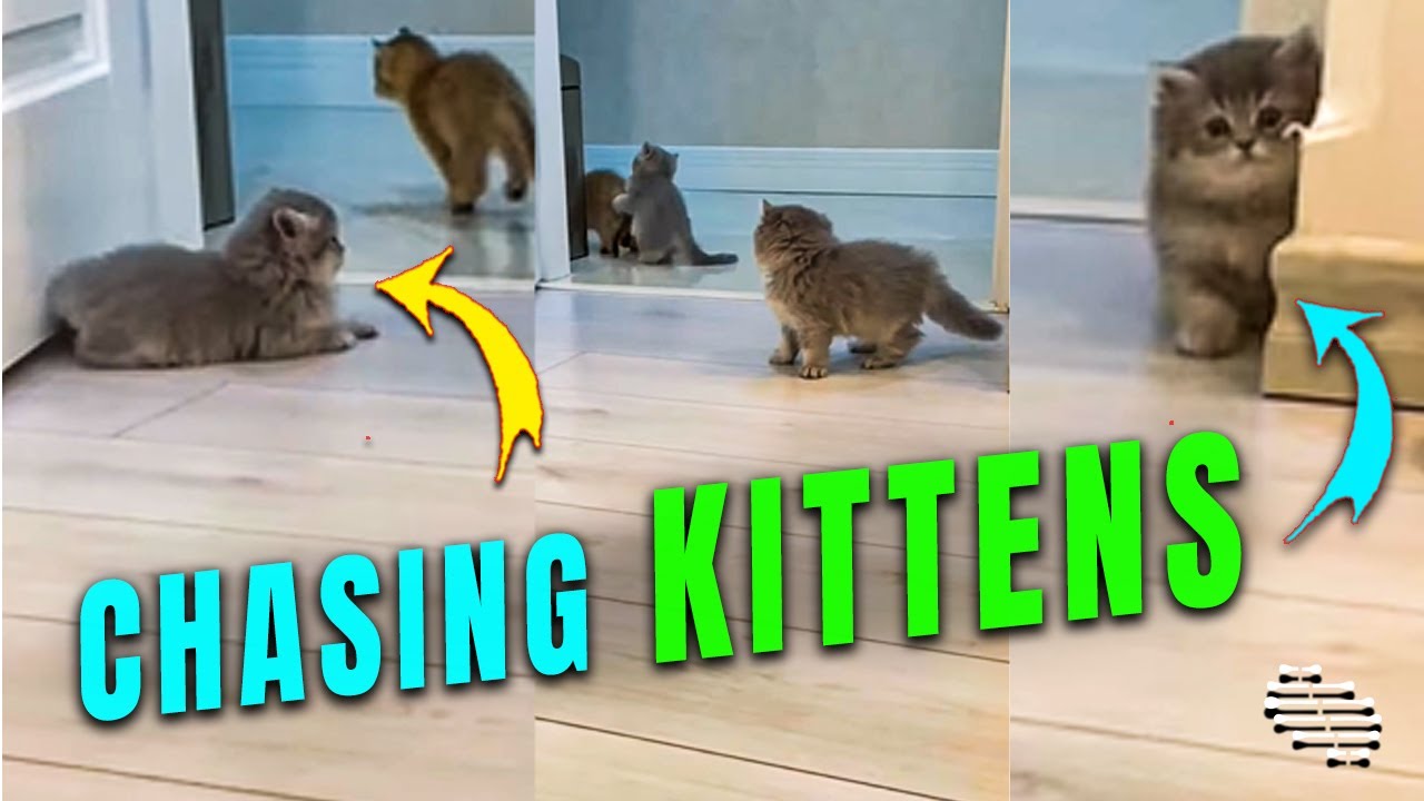 Two Kittens Chasing Each Other around as a Third One Jumps - YouTube