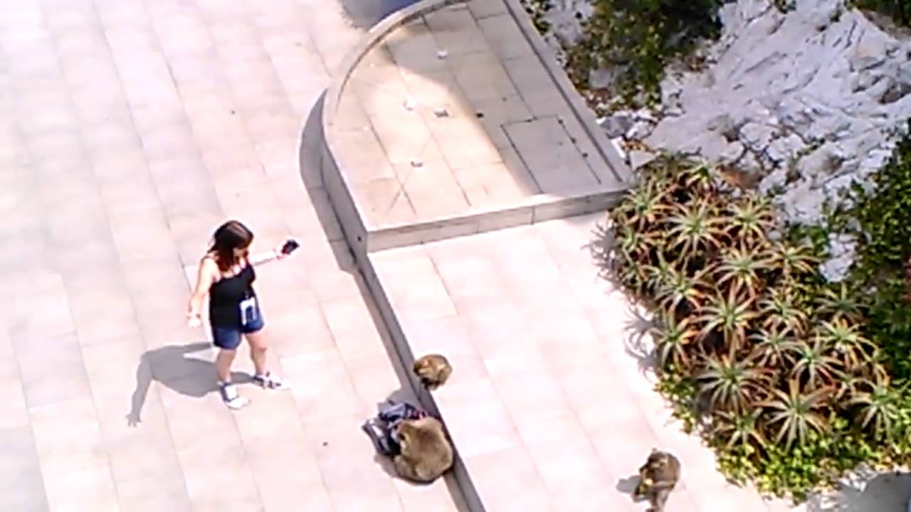 Monkey attack in Gibraltar - YouTube