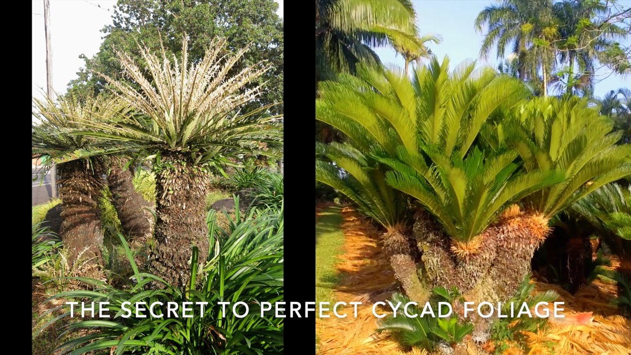 The Secret to Perfect Cycad Foliage - YouTube