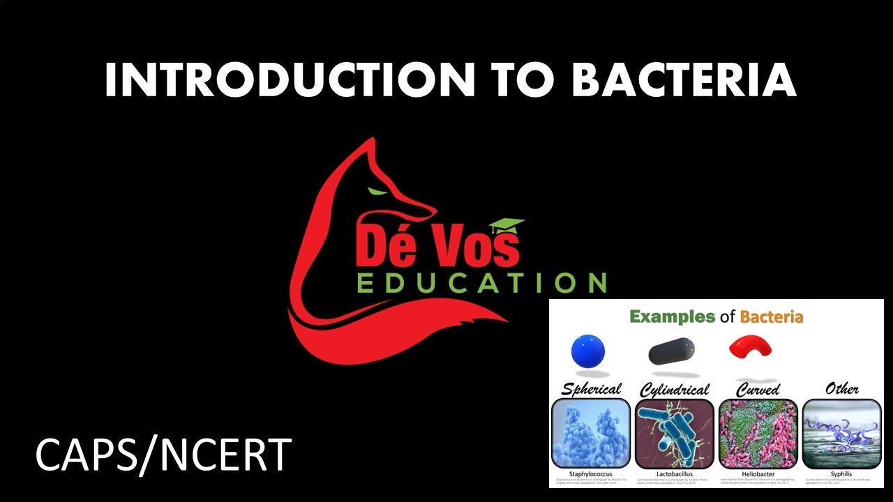 Unveiling the Microbial World: Introduction to Bacteria | Biology ...