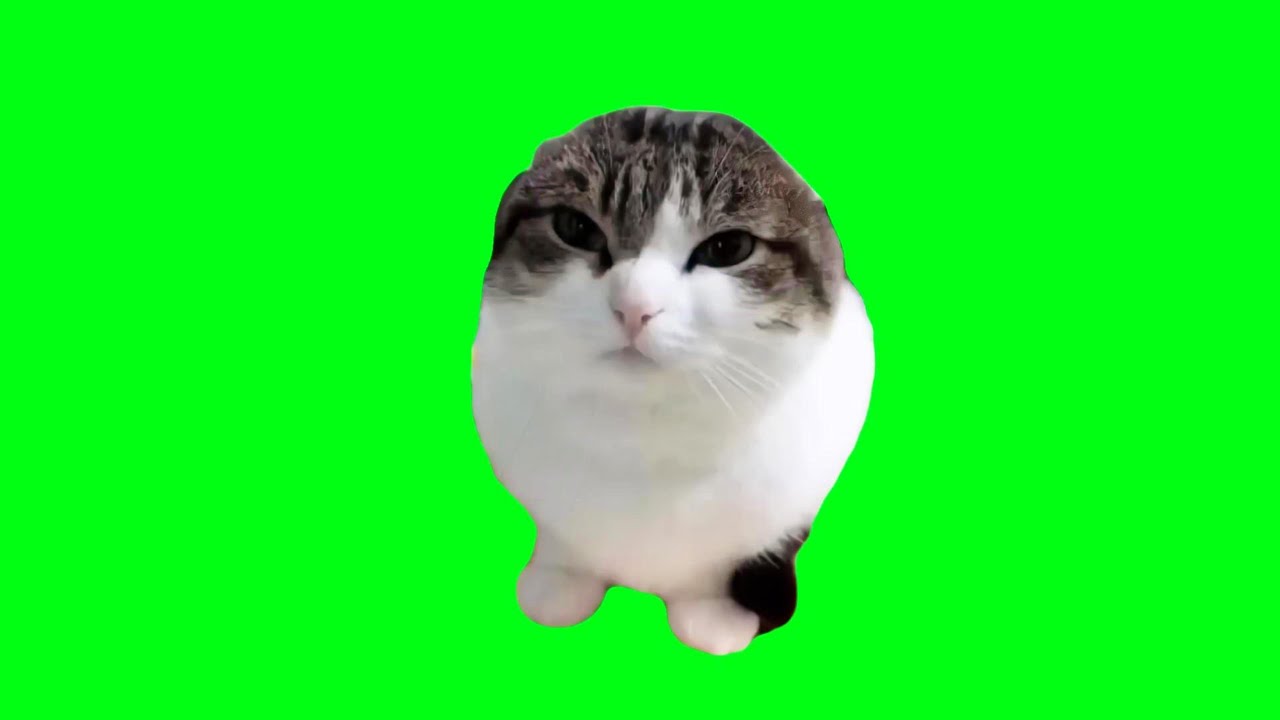Wawa Cat - Green Screen Meme Template - YouTube