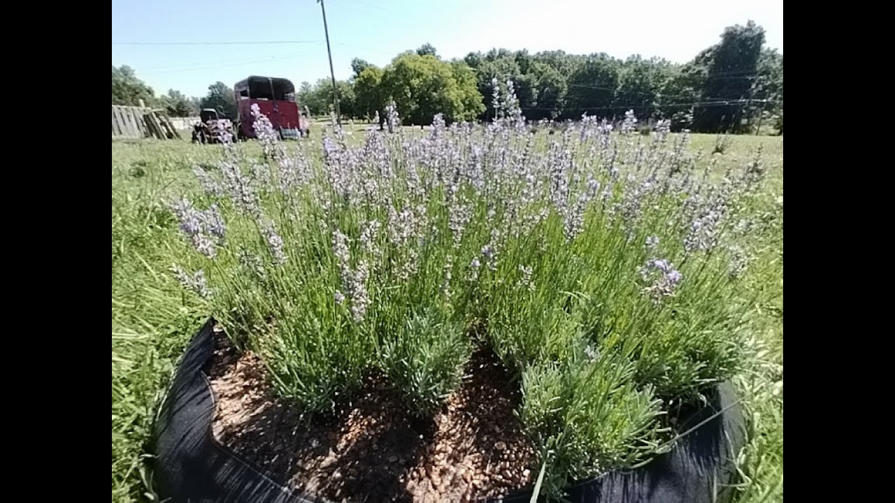 SUMMER 24 Gigi's Lavender Production Beds - YouTube