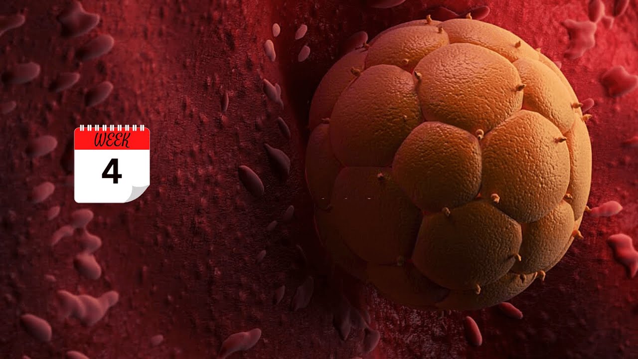 4 weeks Pregnant | Fetal development - YouTube