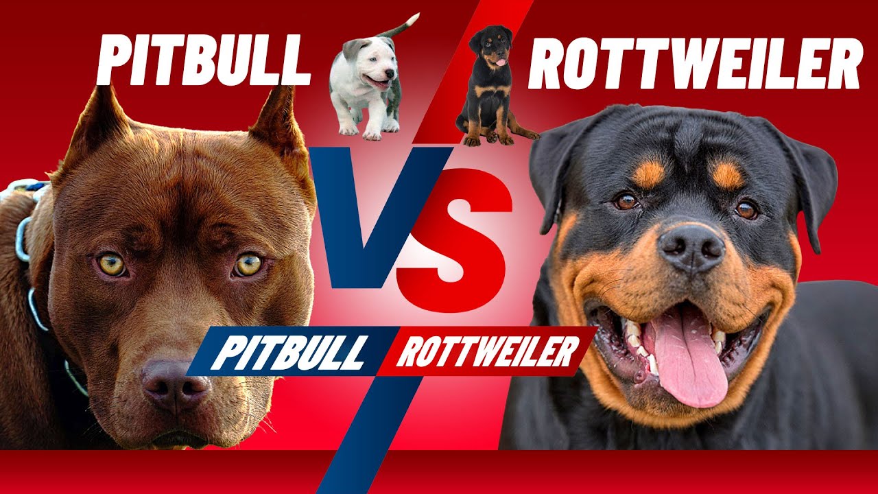 Pitbull Vs Rottweiler Video