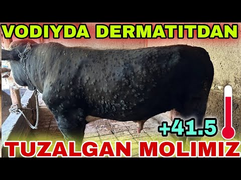 DERMATIT KASALIGIDAN TUZALGAN MOLIMIZ VODIYDAGI SAFARIMIZ DAVOMIDA