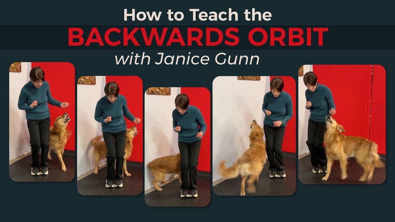 Teach your Dog the Backwards Orbit - great for competition obedience ...