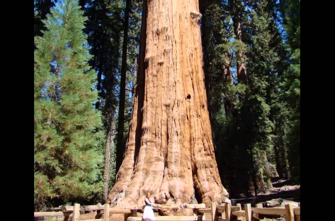 WORLD s BIGGEST TREE YouTube world-s-biggest-tree-youtube