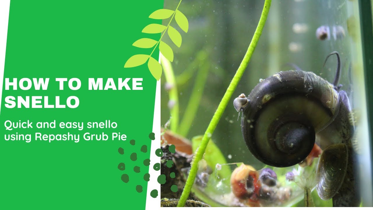 Making snello for mystery snails using Repashy Grub Pie - YouTube